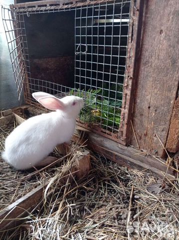 Кролики мясных пород
