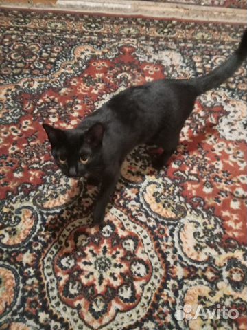 Котики бесплатно