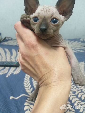 Котята сфинксы