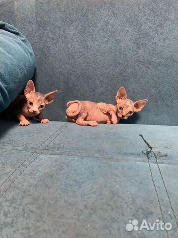 Котята сфинкс