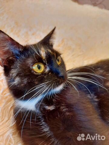 Тигровая кошка в дар стерилизована 1 год