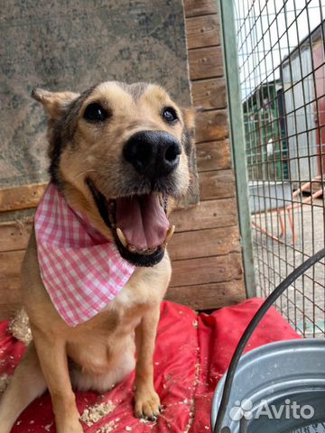 Собачке-инвалиду не выжить в приюте