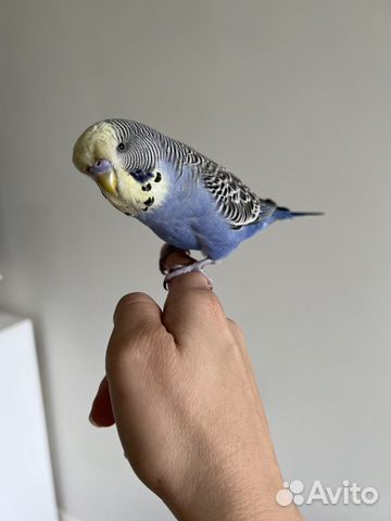 Ручной попугай получех Фрэнк