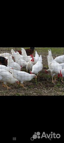 Куры породы Легорн