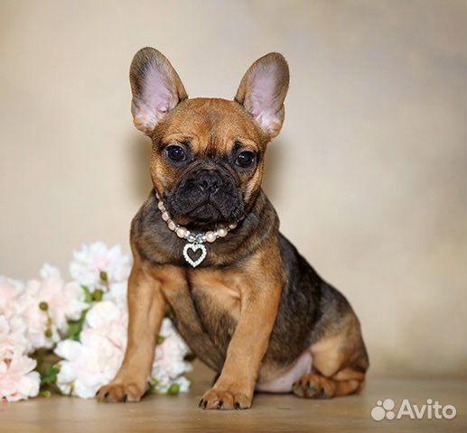 Французский бульдог, девочка