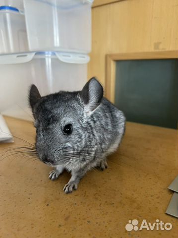 Шиншилла мальчик и девочка