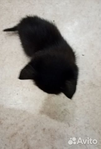 Черный котенок в добрые руки