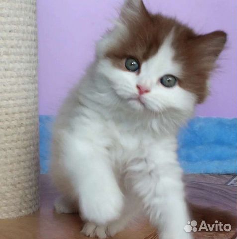Британский котик