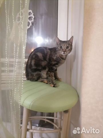 Европейская кошка