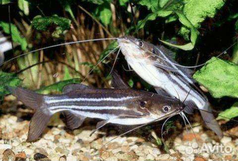 Аквариумные рыбки