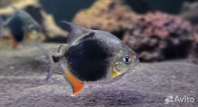 Милеус ламакс 3 (Myleus sp Lamax III)