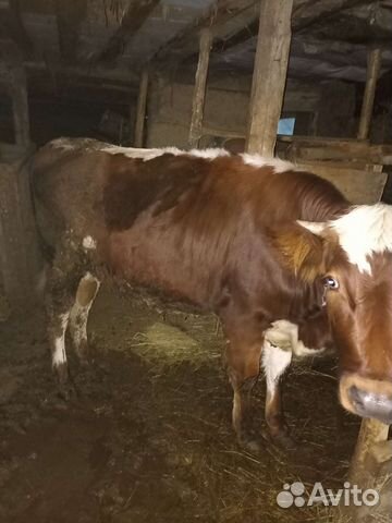 Телка на мясо