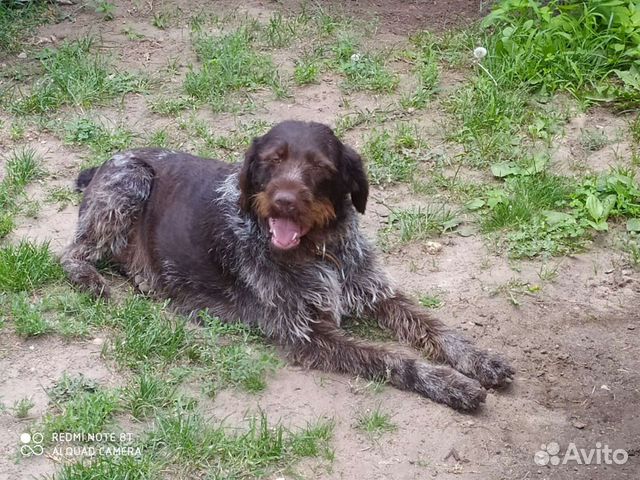 Дратхаар вязка