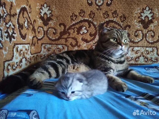 Красивый шотландский котёнок