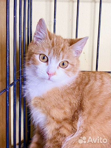 Рыжик Апельсин