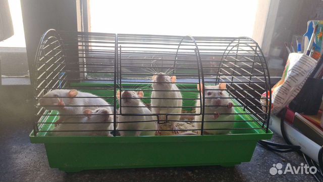 Крысята дамбо девочки