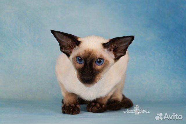 Ориентальный