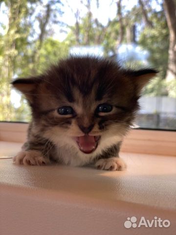 Чёрный котёнок, отдаём в хорошие руки