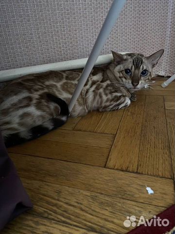 Бенгальская