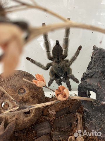 Паук с паучатником