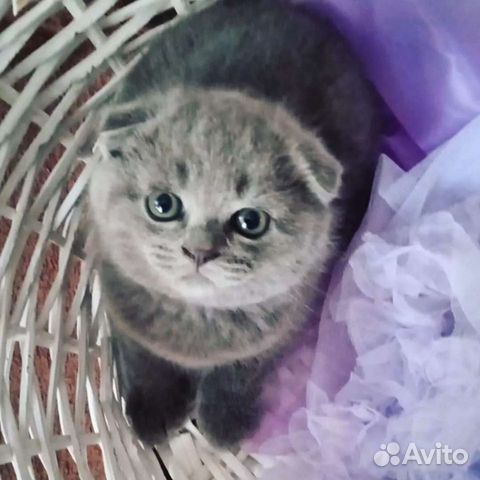 Шотландская плюшевая малышка