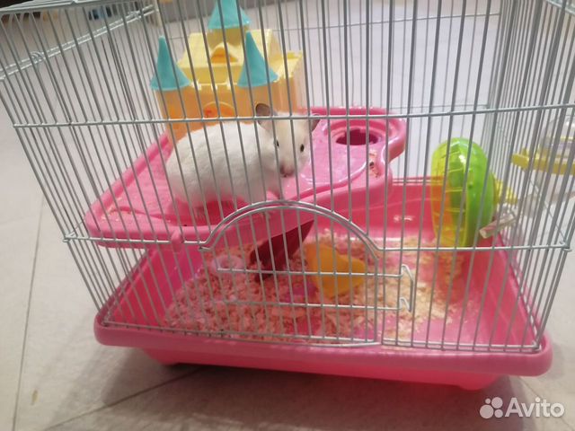 Продам сирийского хомячка с клеткой