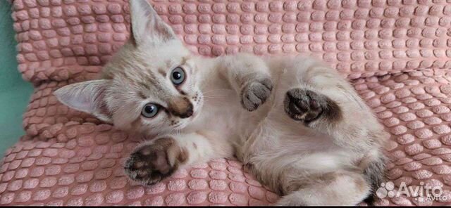 Кошка в дар бесплатно