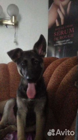 Восточноевропейская овчарка. Смесь