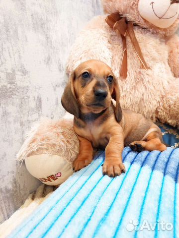 Такса (детки )