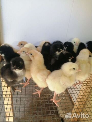 Цыплята