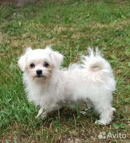 Собачки для любви болоночки