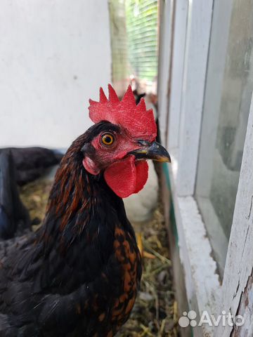 Молодые петухи бентамки