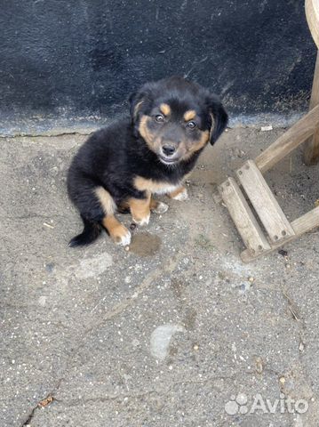 Щенки маленькой дворняжки