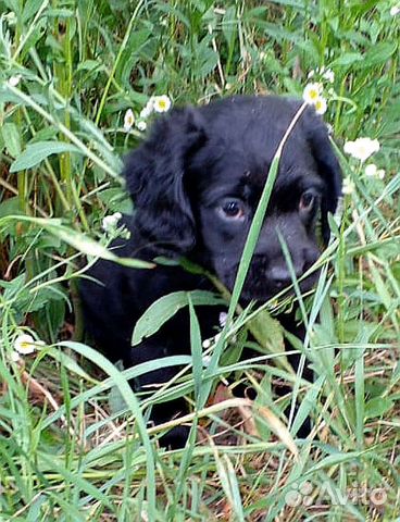 Мальчик, метис кокера и лабрадора
