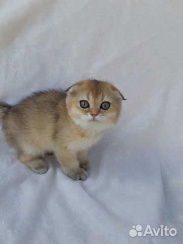 Шотландские котята в разведение