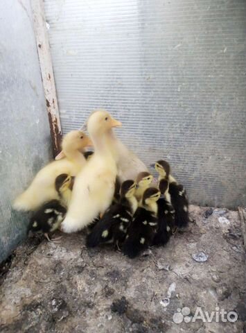 Утки утята индоутки бролерные