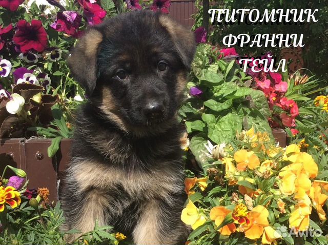 Франни Тейл Чеслава Виктория