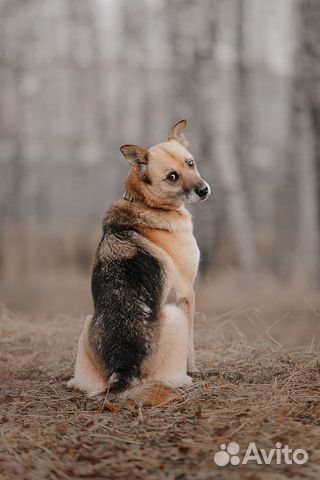 Марк надеется дождаться своего хозяина