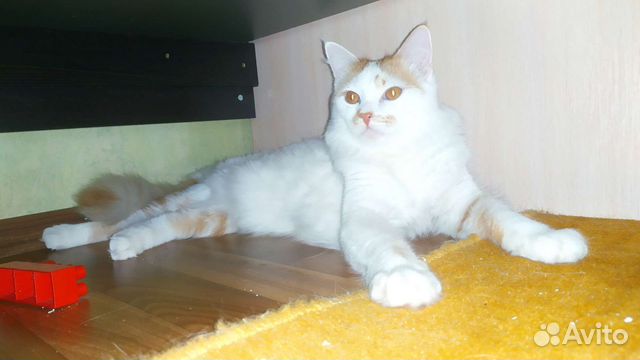 Кот в добрые руки