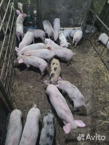 Поросенок ландрас с белой крупной