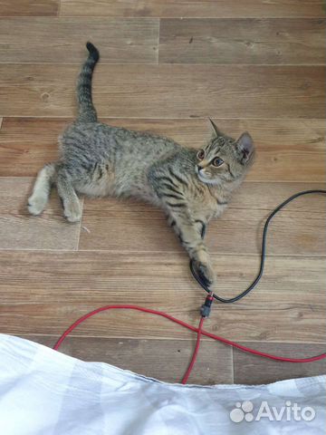 Котик