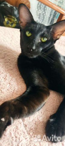 Вязка, ориентал