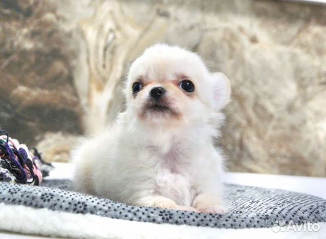 Щенки чихуахуа большой выбор