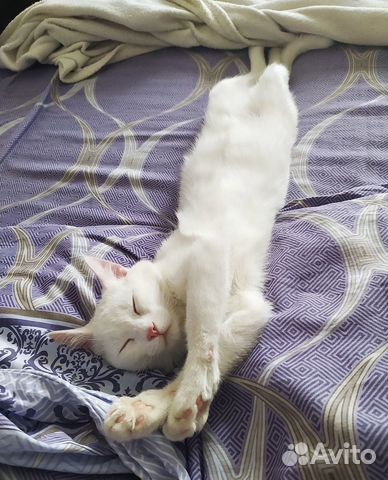 Белоснежный котик
