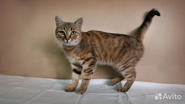 Кошка, бенгальская помесь