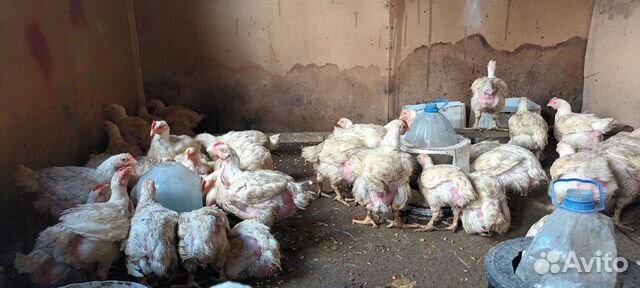 Куры бройлеры живым весом