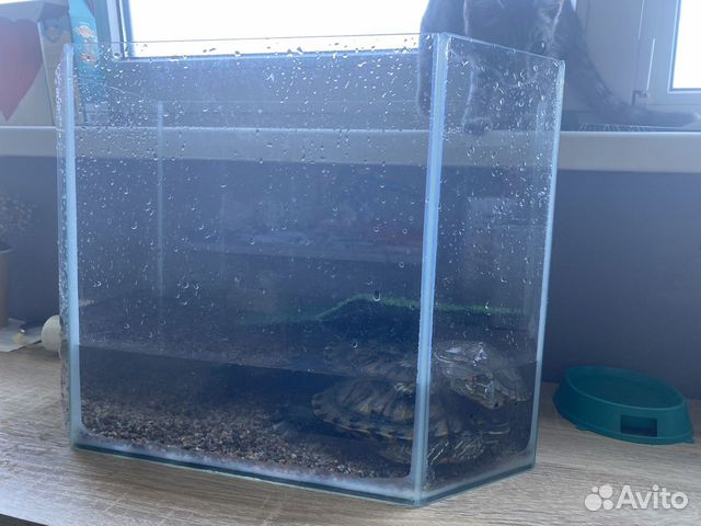 Домашние животные