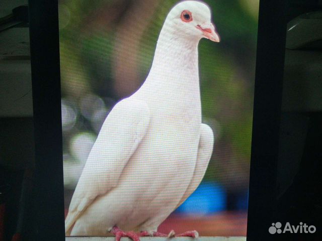 Продам белых голубей на свадьбу