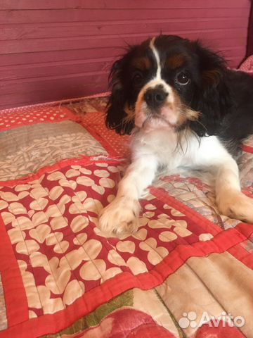 Спаниель кавалерчик