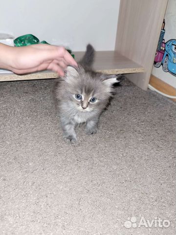 Котенок в добрые руки